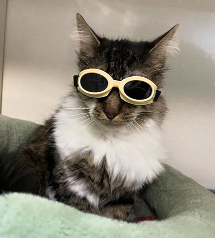 How to Keep Your Pet Calm During Vet Visits: The Benefits of a Chill ...